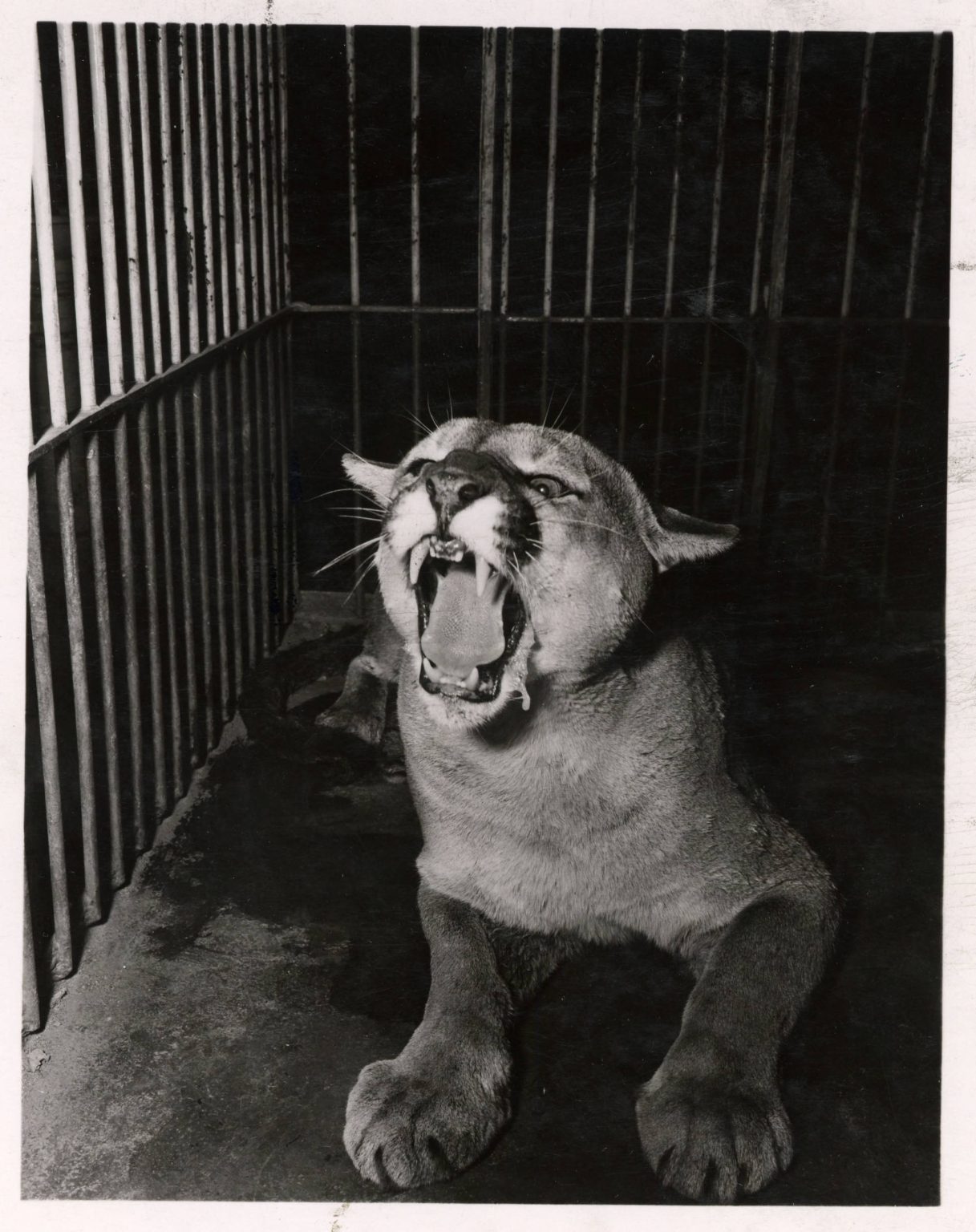 How Butch came to be: One cat’s journey into WSU fans’ hearts – Friends ...