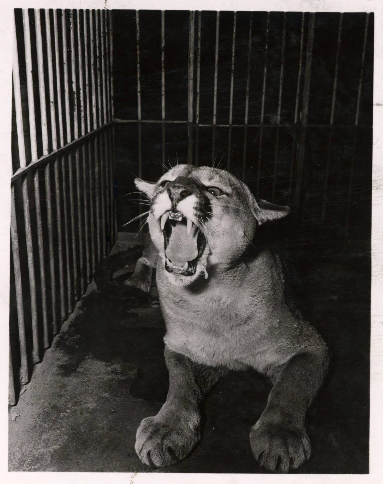 How Butch came to be: One cat’s journey into WSU fans’ hearts – Friends ...