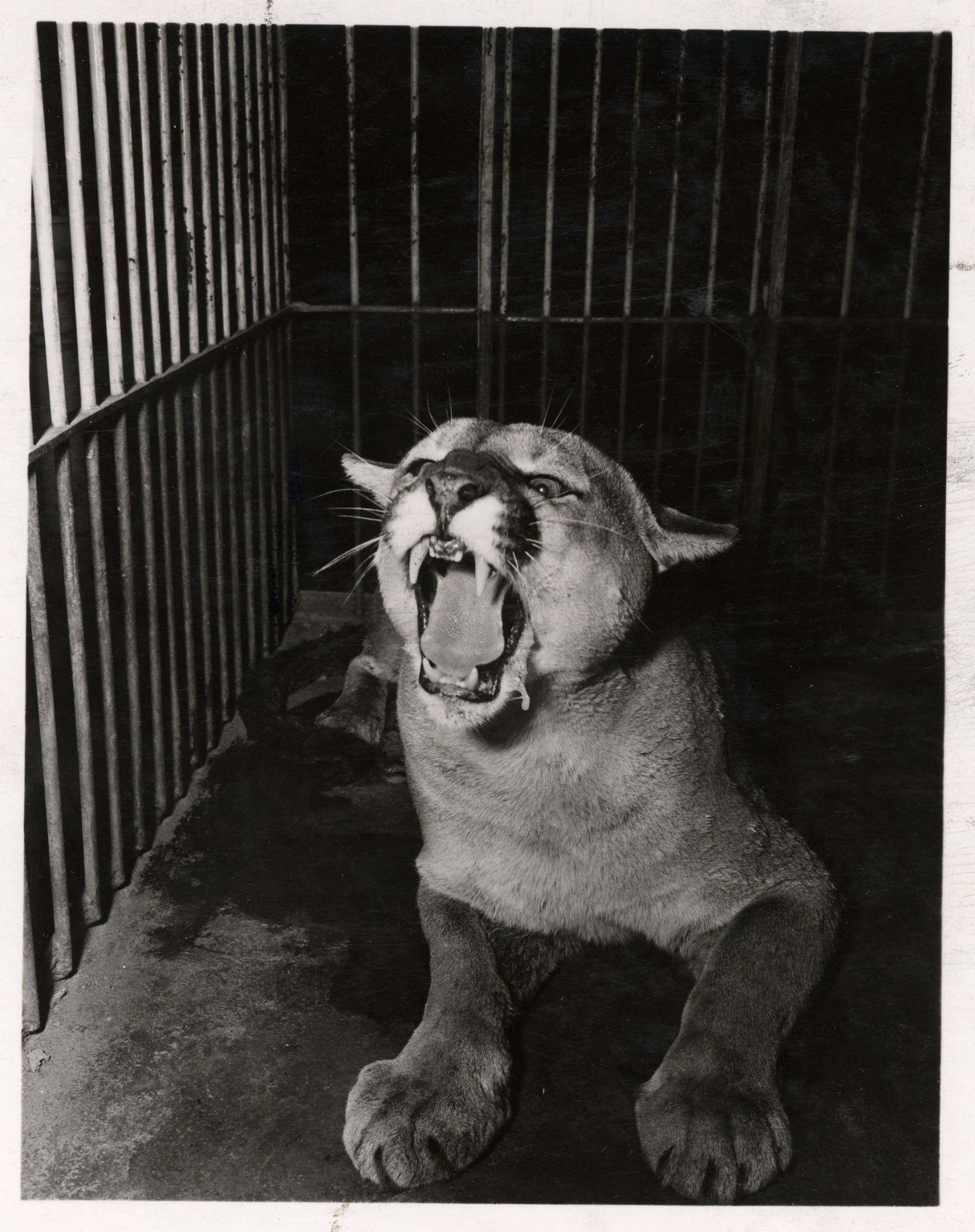 How Butch came to be: One cat’s journey into WSU fans’ hearts – Friends ...